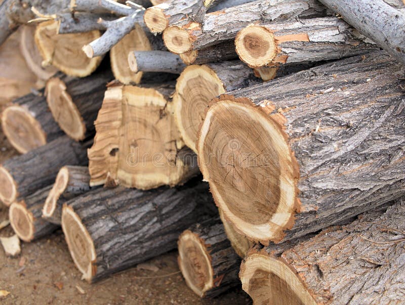 Dry Wood Pile for Firewood at Campground. Stock Image - Image of board ...