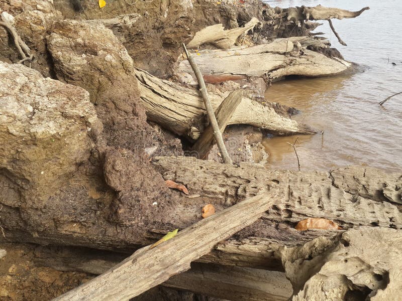 Dry Wood on the river stock photo. Image of nature, wood - 194324522