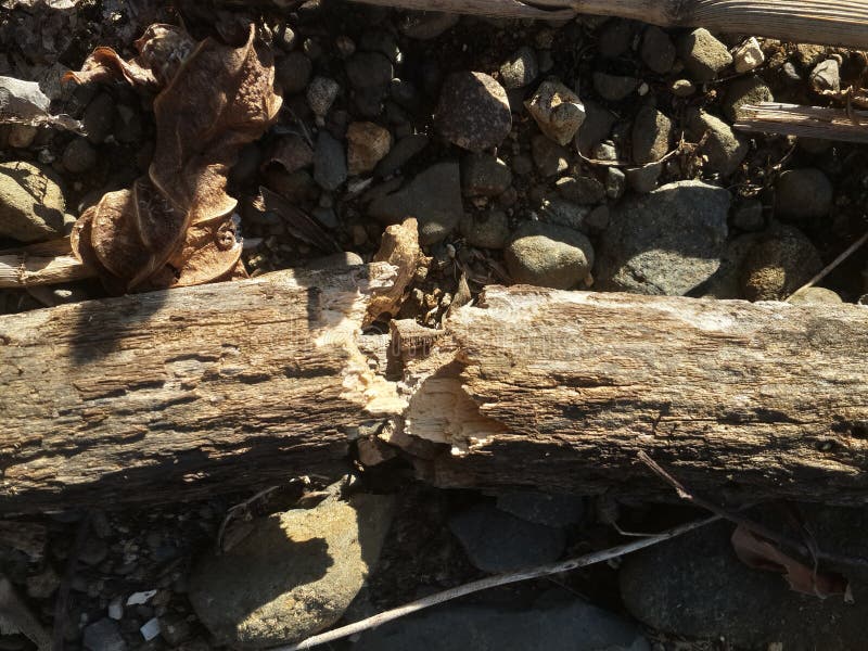 Dry wood stock photo. Image of abstract, unique, texture - 202348410