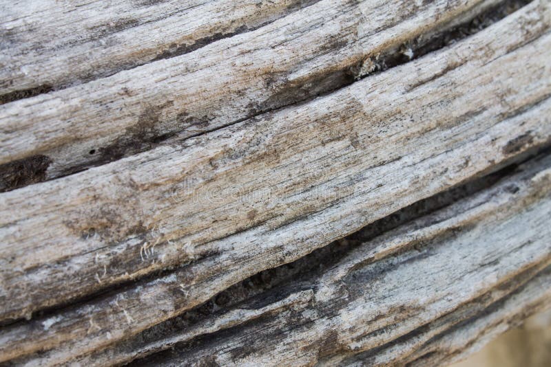 Dry wood stock photo. Image of vintage, white, logs, shot - 56255474