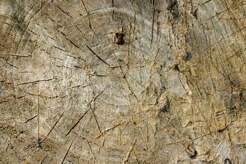Dry wood texture stock photo. Image of macro, design - 53429832