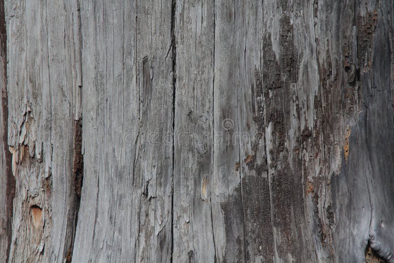 Dry wood texture stock image. Image of shine, mottled - 76512921