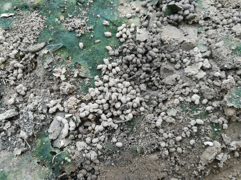 Dry worm casting stock image. Image of casting, agriculture - 90330759