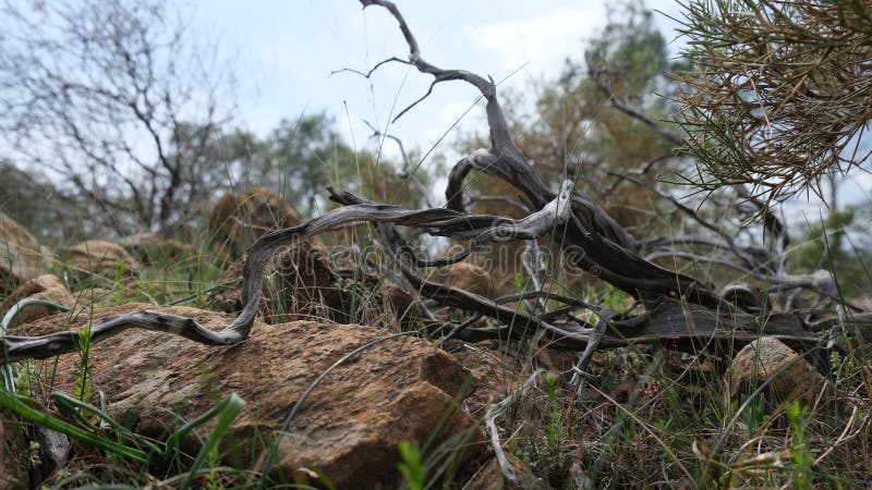 Dry wriggling snag stock photo. Image of outdoor, natural - 271941984