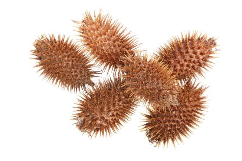 Dry Xanthium Strumarium Isolated on White Background Has Medicinal ...