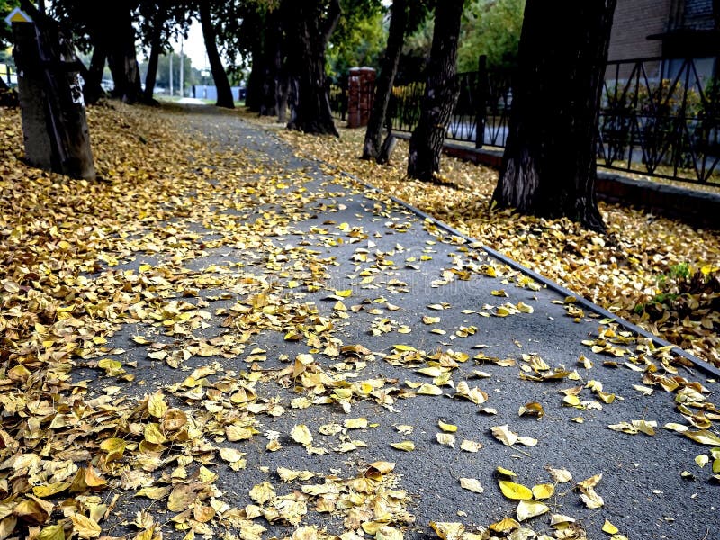 Dry Yellow Autumn Leaves on an Asphalt Footpath Stock Image - Image of ...