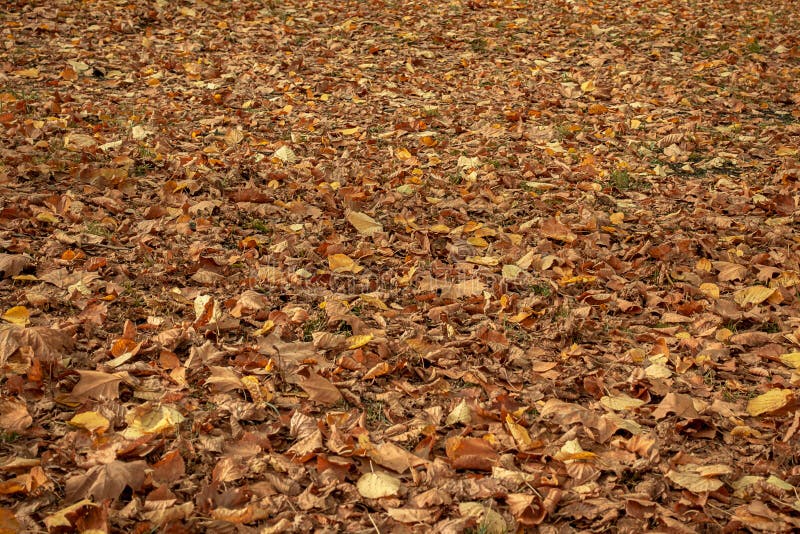Dry Yellow Autumn Leaves. Earth Covered with Autumn Leaves Stock Photo ...