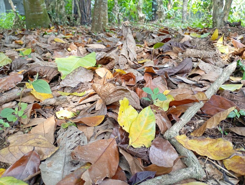 Dry Yellow and Brown Leaves Fall from Ground Cover Trees Stock Image ...