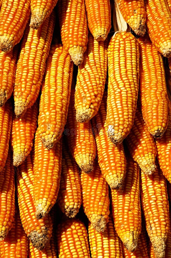 Drying corn stock image. Image of dried, fodder, feed, dehydration - 538599