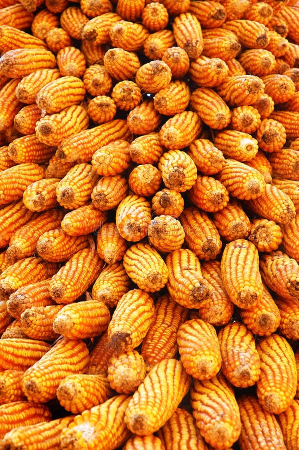 Dry yellow corn stock image. Image of macro, sweet, golden - 12529067