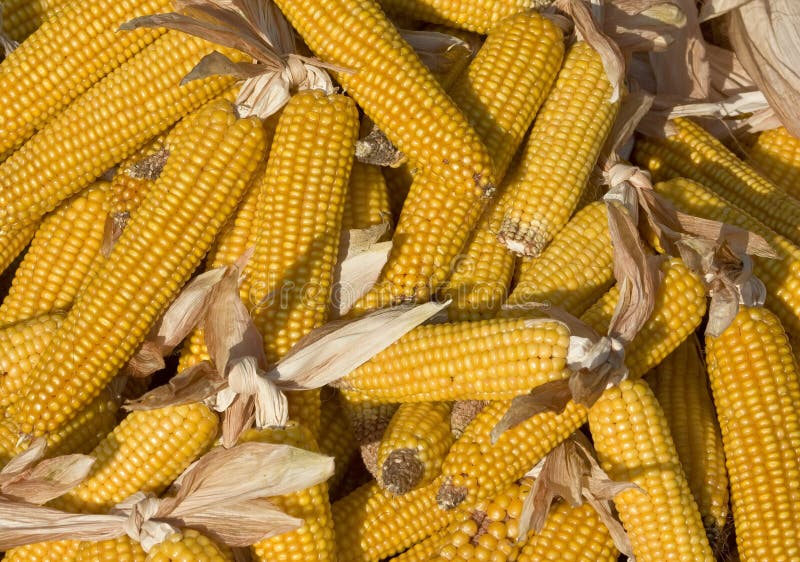 Dry Yellow Corn stock image. Image of harvest, crop, energy - 21882249