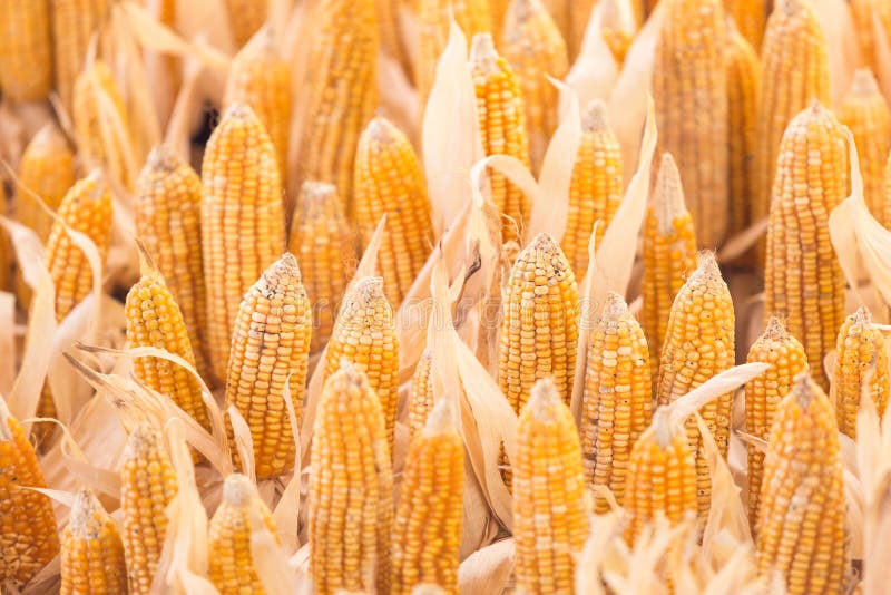 Dry yellow corn stock photo. Image of maize, plant, closeup - 69819040