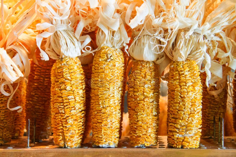 Dry yellow corn stock photo. Image of fruits, cobs, livestock - 35005738
