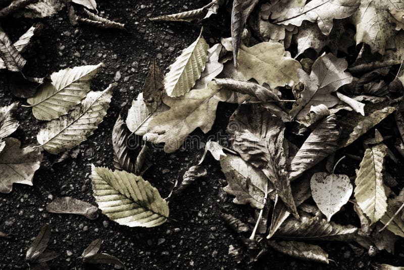 Dry Yellow Drooping Autumn Leaves on the Pavement Stock Image - Image ...