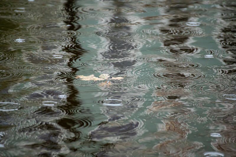 Dry Yellow Fallen Leaves Float on the Surface of the Water in a Pond ...
