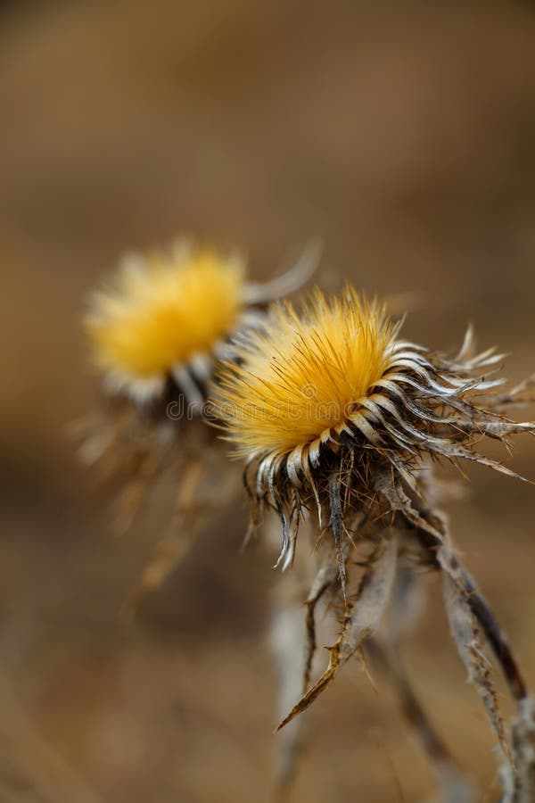 Dry Yellow Fluffy Flowers of a Thistle Stock Image - Image of ...