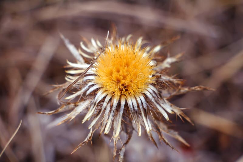 Dry Yellow Fluffy Thistle Flower Stock Photo - Image of head, nature ...