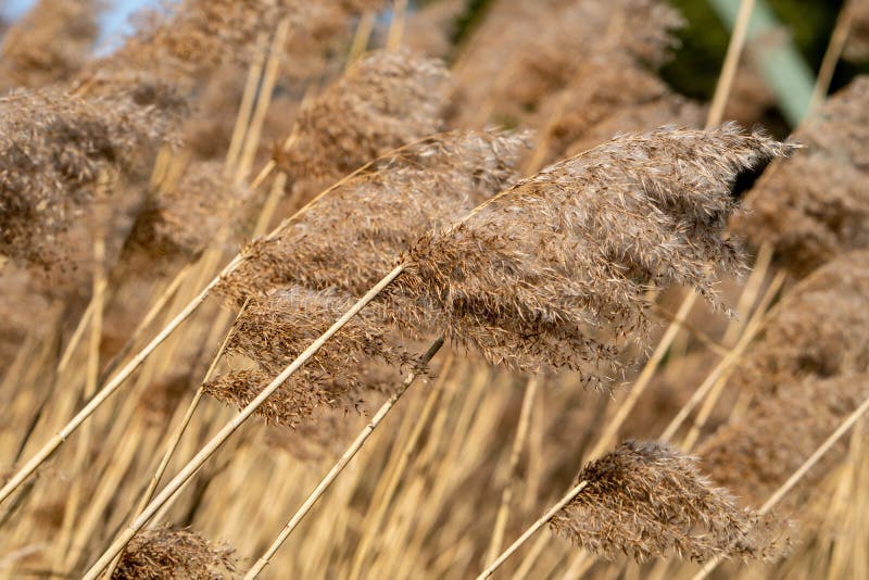 Dry yellow grass against stock photo. Image of beauty - 181540148