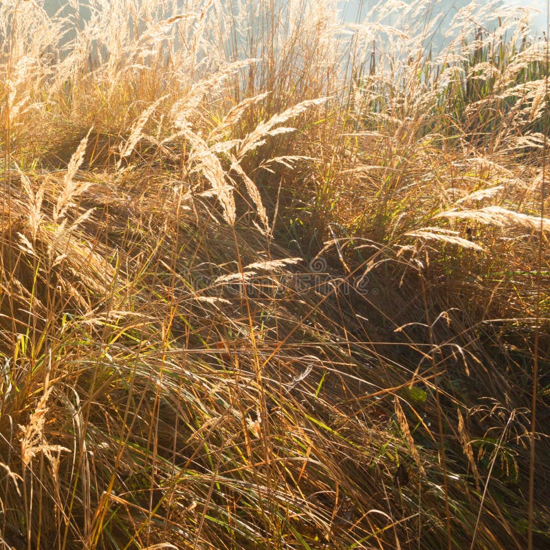 Brown Grasses stock image. Image of meadow, head, autumn - 2399