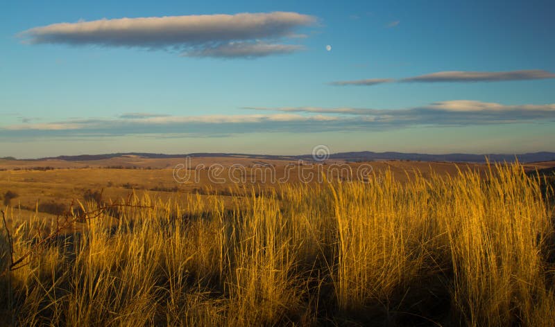 Autumnal grass scene stock image. Image of branch, golden - 30130245