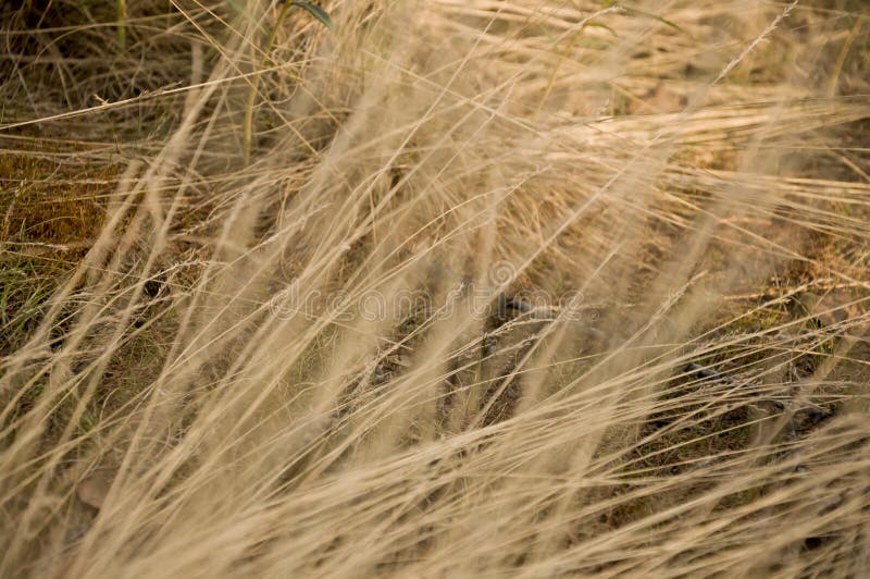 Dry Yellow Grass in the Meadow. Background Stock Image - Image of field ...