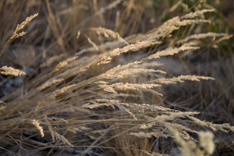 Dry Yellow Grass are Slow Swinging in the Meadow. Tender and Calm ...