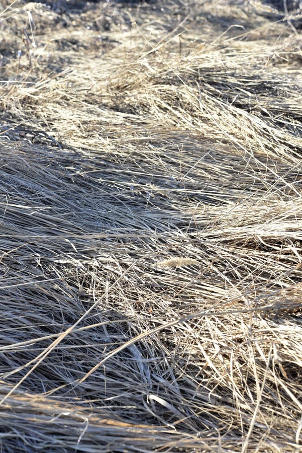 Dry Yellow Grass in Spring. Background of Dry Grass Stock Photo - Image ...