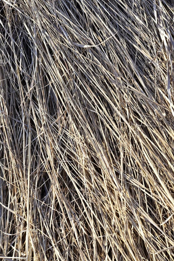 Dry Yellow Grass in Spring. Background of Dry Grass Stock Photo - Image ...