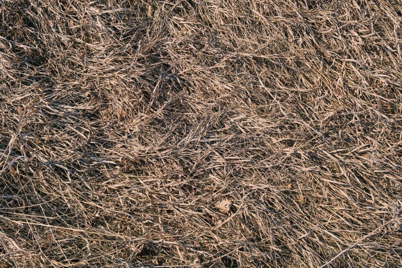 Texture of the Dry Yellow Grass Stock Photo - Image of ground, flora ...