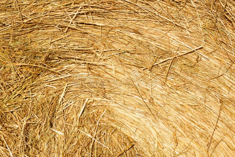 Dry Yellow Hay in the Bright Sun. Background for Design Stock Image ...