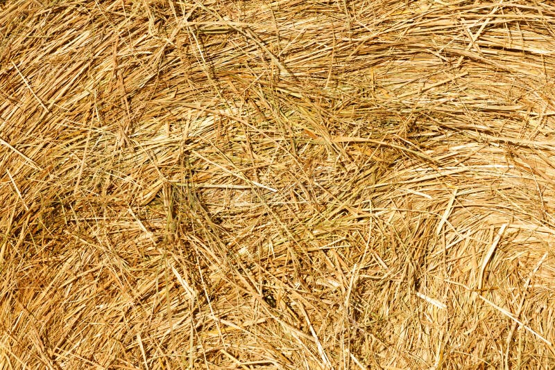 Dry Yellow Hay in the Bright Sun. Background for Design Stock Photo ...