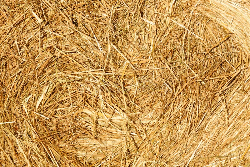 Dry Yellow Hay in the Bright Sun. Background for Design Stock Photo ...