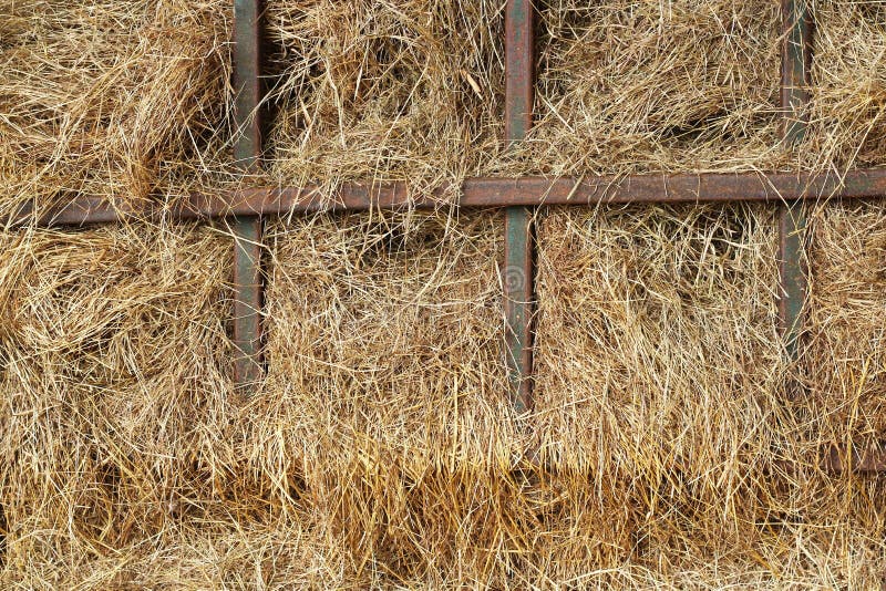 Dry yellow hay stock image. Image of ripe, twig, background - 80731443