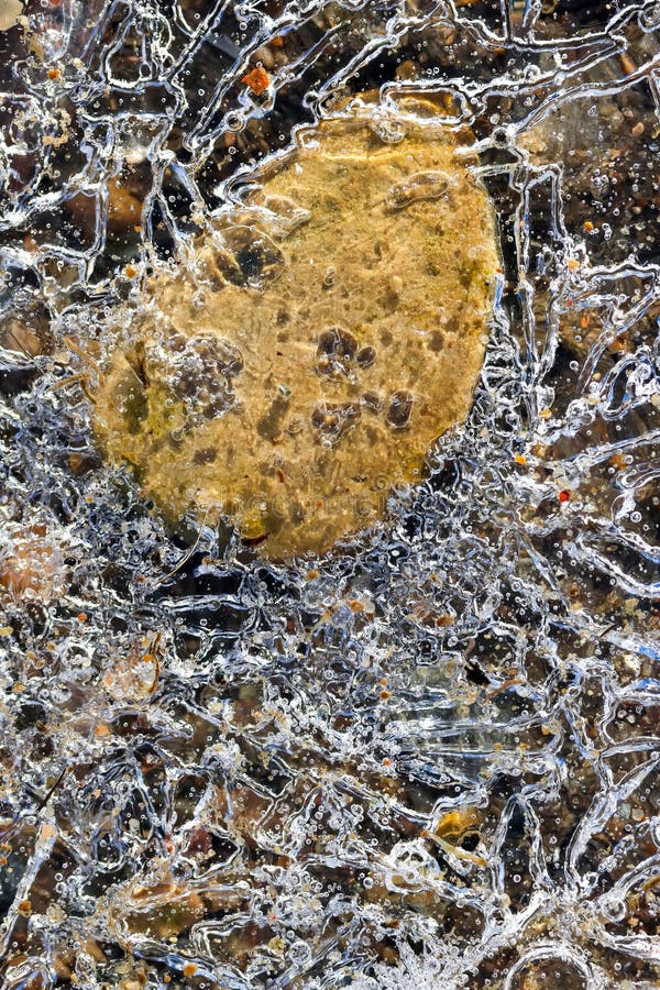 Dry Yellow Leaf Frozen in the Ice Stock Photo - Image of frost, natural ...