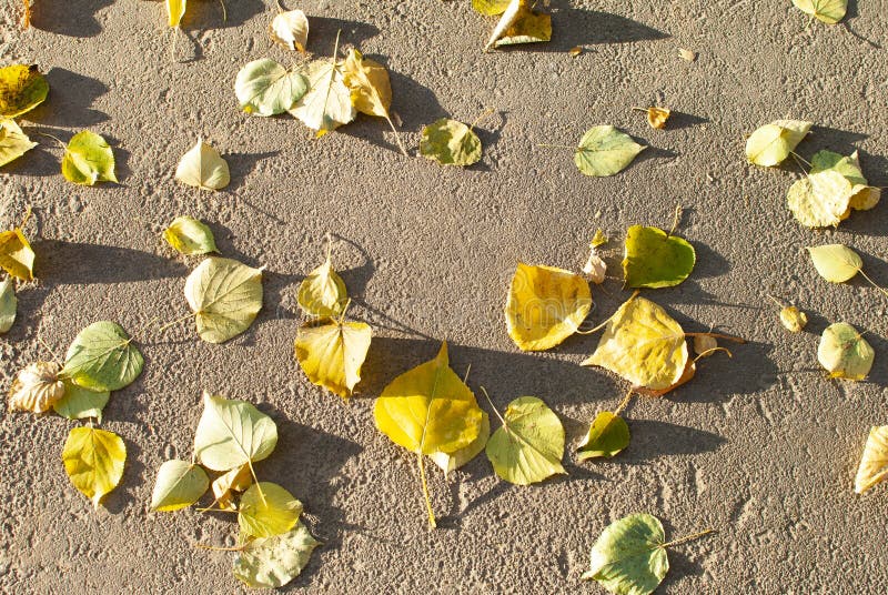 Dry Yellow Leaves are Lying on the Road, Drought Stock Image - Image of ...