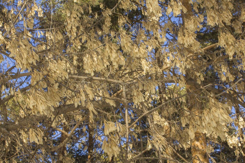 Dry Yellow Leaves on a Tree Branch Against a Blue Sky Stock Image ...