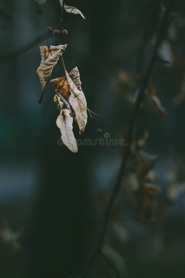 Dry Yellow Leaves on a Tree Closeup Macro Stock Photo - Image of branch ...