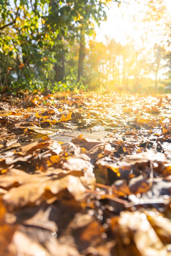 Dry Yellow Maple Leaves Fly from the Trees and Lie on the Ground Stock ...