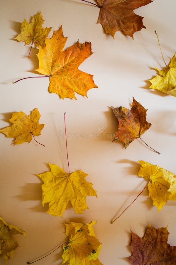 Dry Yellow Maple Leaves with Shadows on Beige Background. Stock Photo ...