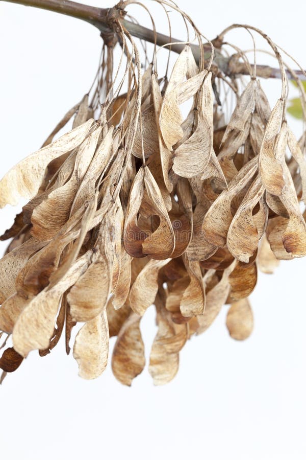 Dry yellow maple seeds stock image. Image of stem, flora - 223351225