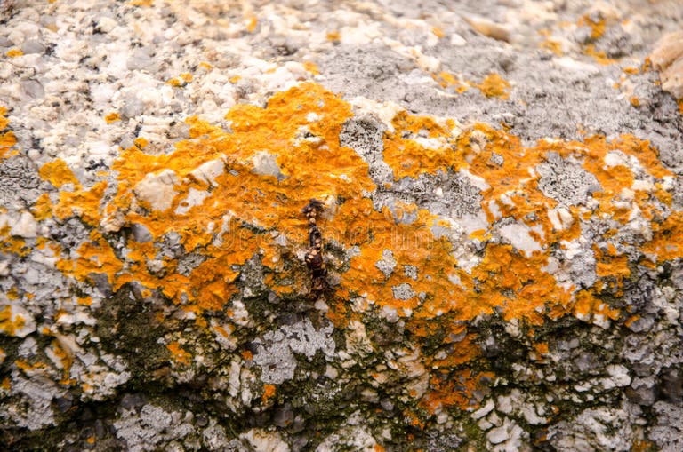 Dry Yellow Moss on the Rock Surface Stock Photo - Image of detail ...