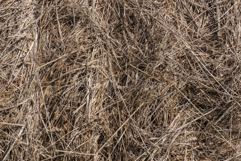 Dry Yellow Pressed Straw. Dry Bunch of Hay Texture. Abstract Straw ...