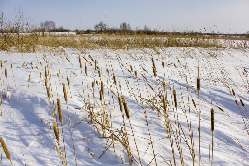 Dry Yellow Reed in White Snow Against the Backdrop of the Winter Forest ...