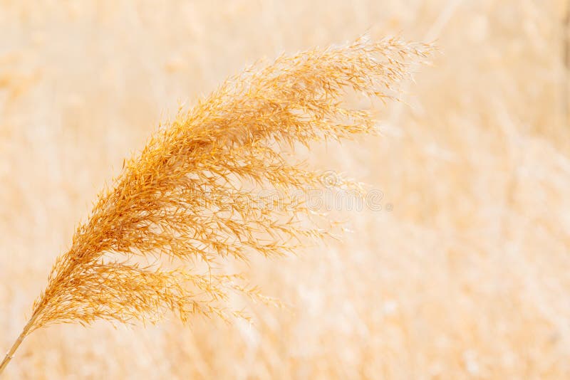 Dry yellow sedge stock photo. Image of sedge, marsh, bulrush - 39642764