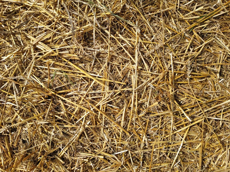 Dry Straw Scattered Texture Stock Photo - Image of background, heap ...
