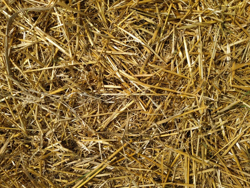 Dry Yellow Straw Scattered on the Ground. Stock Photo - Image of grass ...