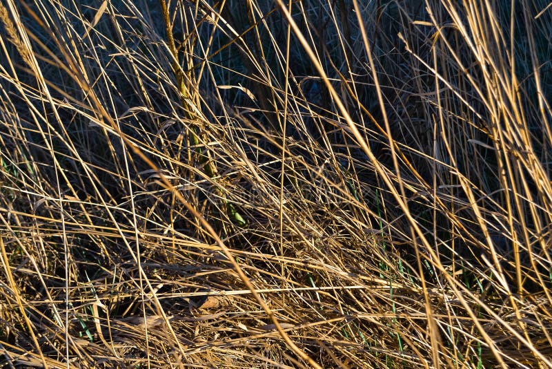 Dry Yellow Thin Reed Grass at Sunset of Autumn Sun in Dark Shadow Field ...