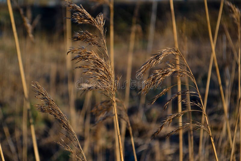 Dry Yellow Thin Reed Grass. Pattern, Texture, Macro, Close-up Stock ...