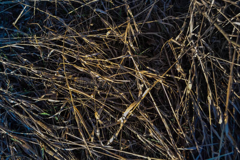 Dry Yellow Thin Reed Grass at Sunset of Autumn Sun in Dark Shadow Field ...