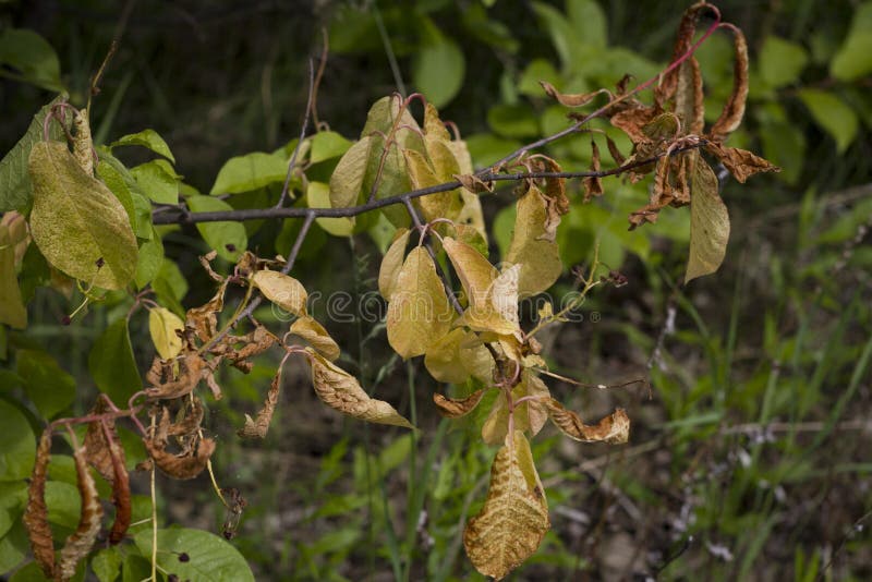 Dry Yellow Tree Sprout in the Bright Sun Stock Image - Image of america ...